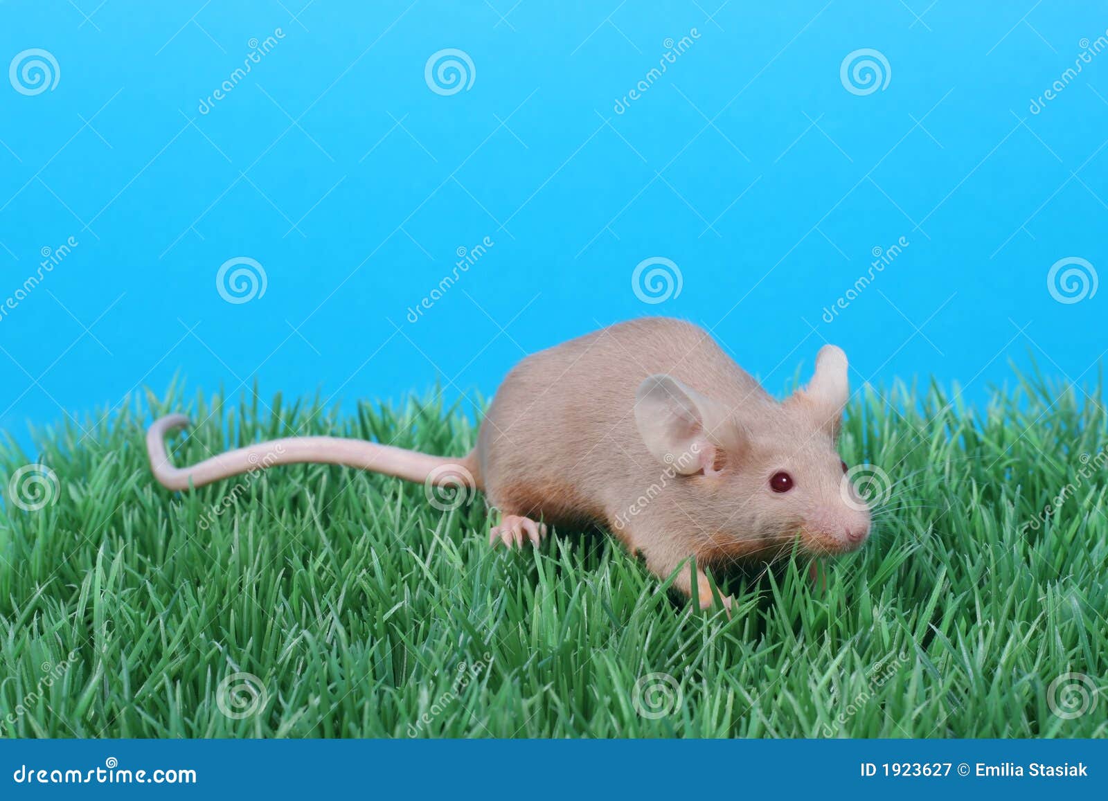 Little mouse stock image. Image of macro, small, beige - 1923627