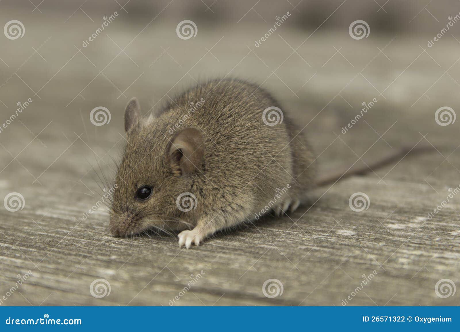 Little mouse stock photo. Image of table, vole, caudate - 26571322