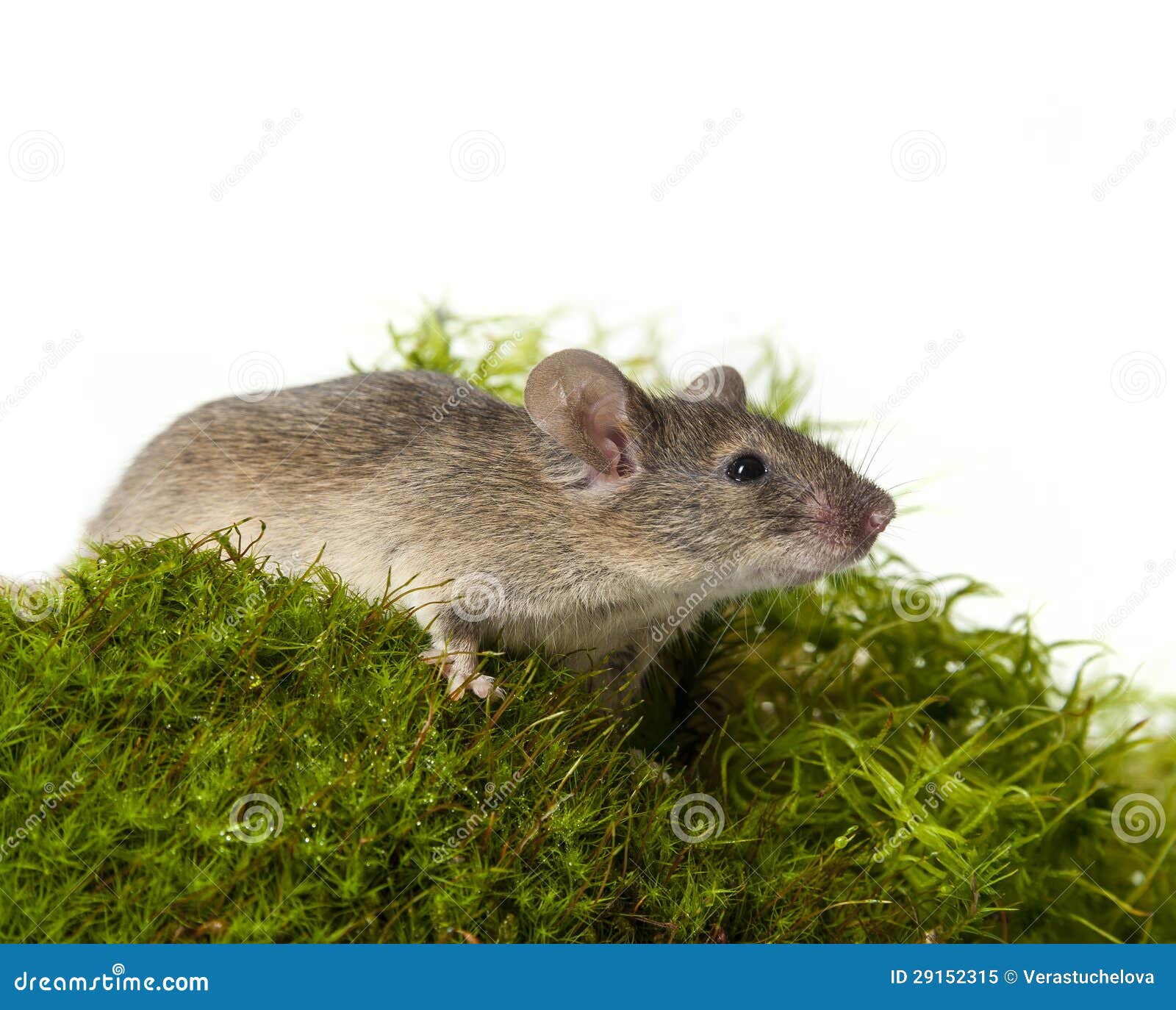 A little mouse stock image. Image of hairy, nose, natural - 29152315