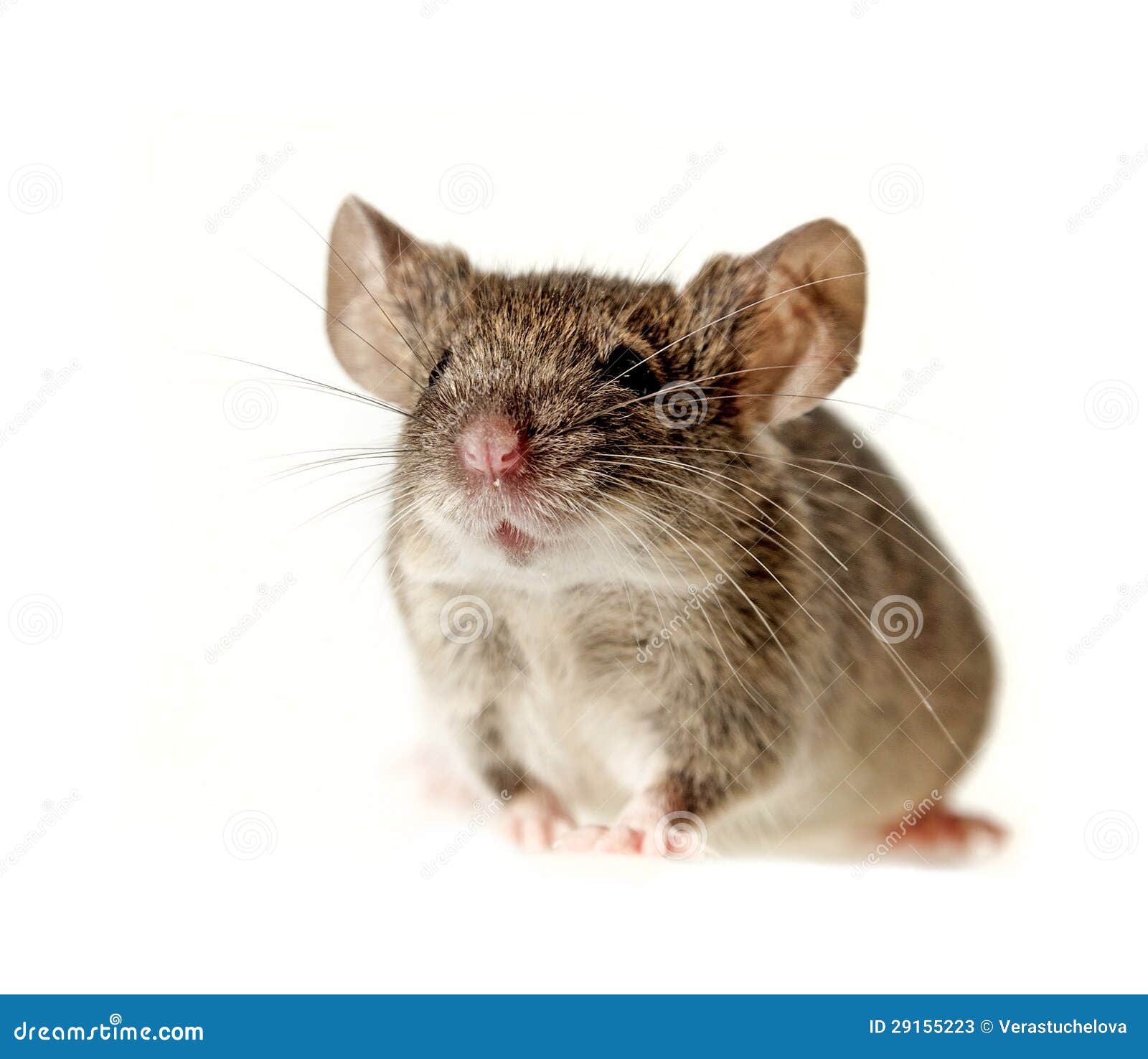 Little Mouse Posing Stock Photography | CartoonDealer.com #24174566