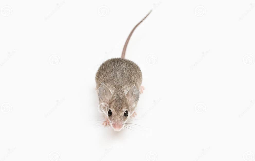 Little mouse stock photo. Image of domestic, mammal, animals - 6894384