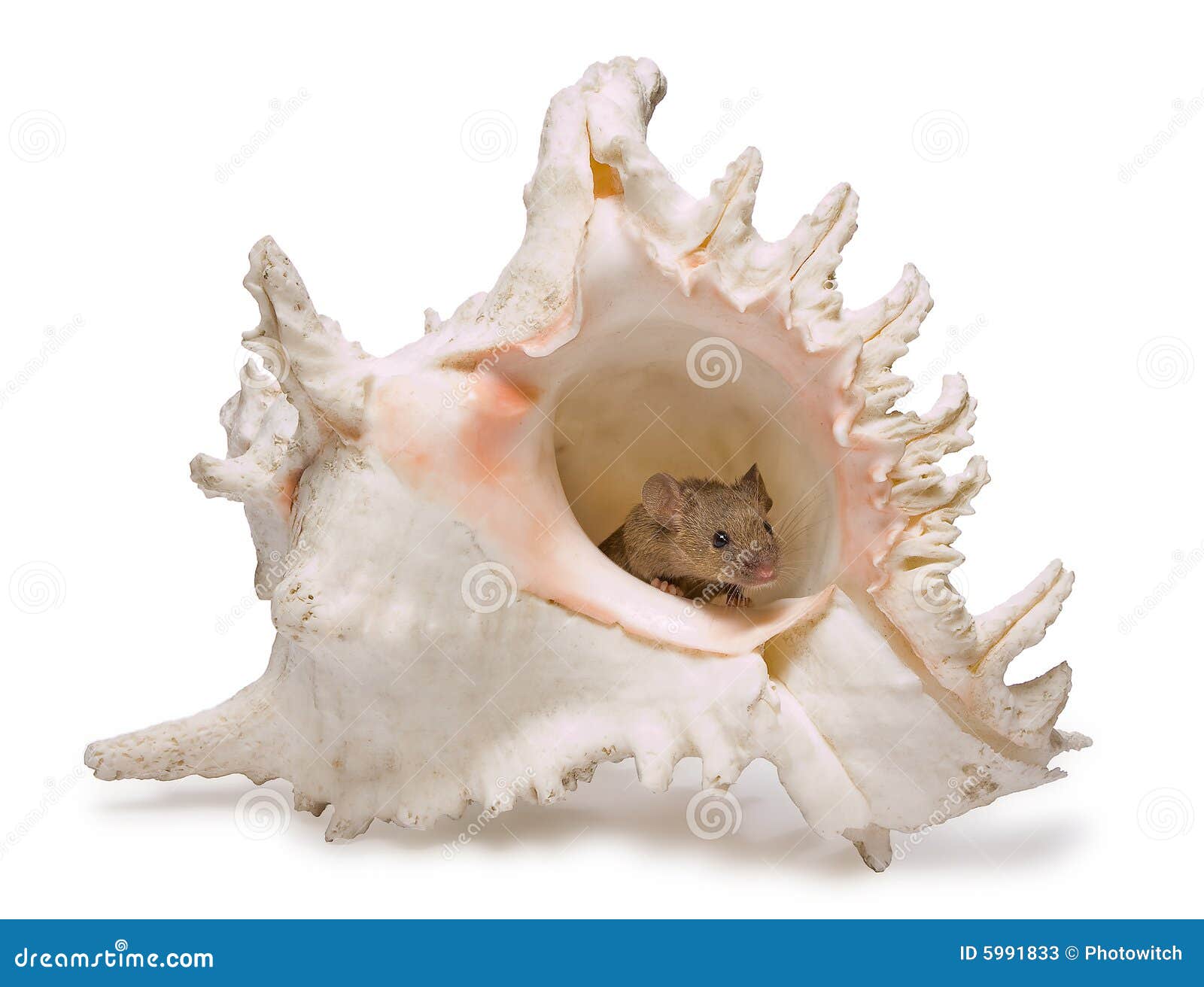 Little mouse in big shell stock image. Image of rodent - 5991833