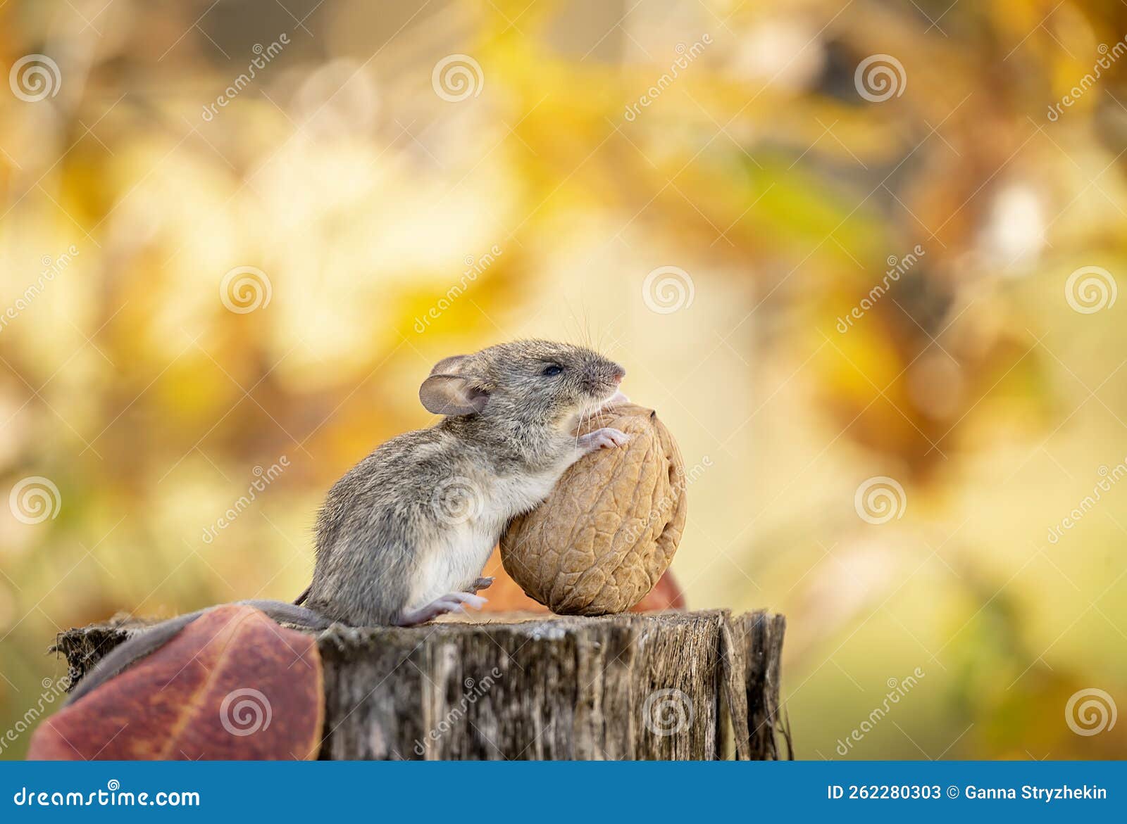 The Little Mouse Carries a Big Nut. Stock Image - Image of grey, tree ...