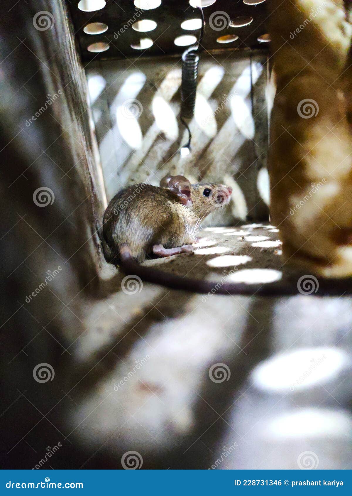 Little Mouse Caught in Cage Stock Photo - Image of ears, caught: 228731346