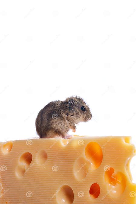 Little Mouse with Cheese Over White Stock Image - Image of bait, thief ...