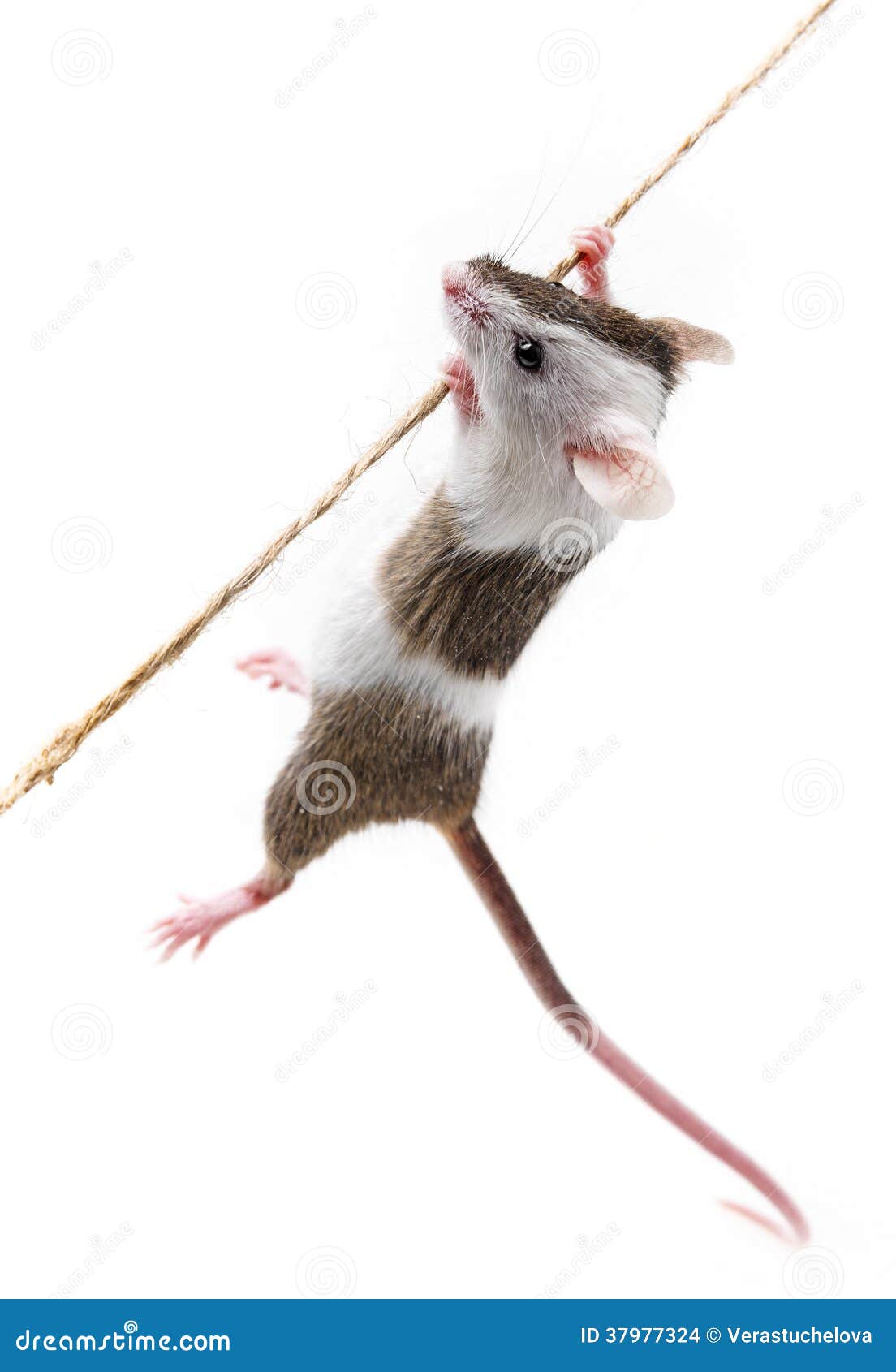 Little Mouse Stock Photo | CartoonDealer.com #37977360