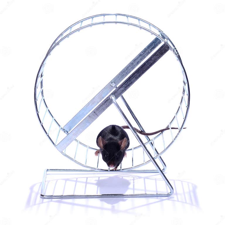 Little Mouse on an Exercise Wheel Stock Image - Image of mice, rodent ...
