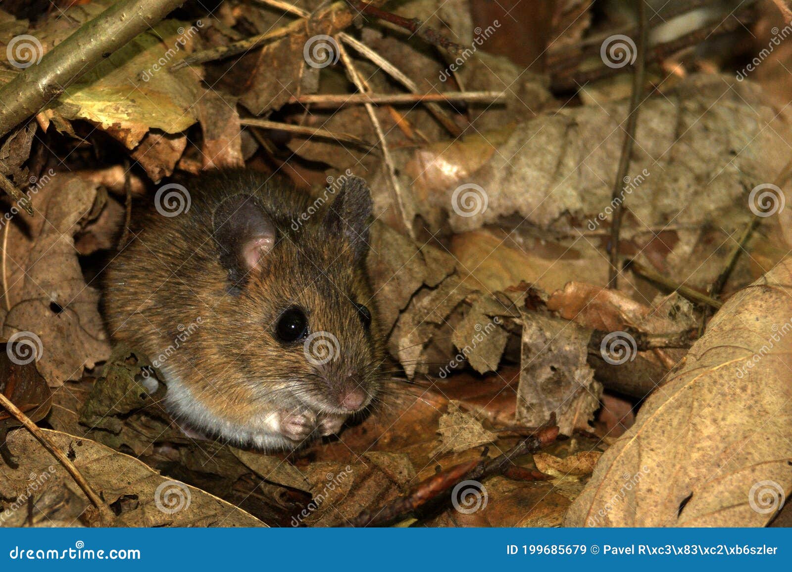 Little mouse in the forest stock image. Image of hair - 199685679