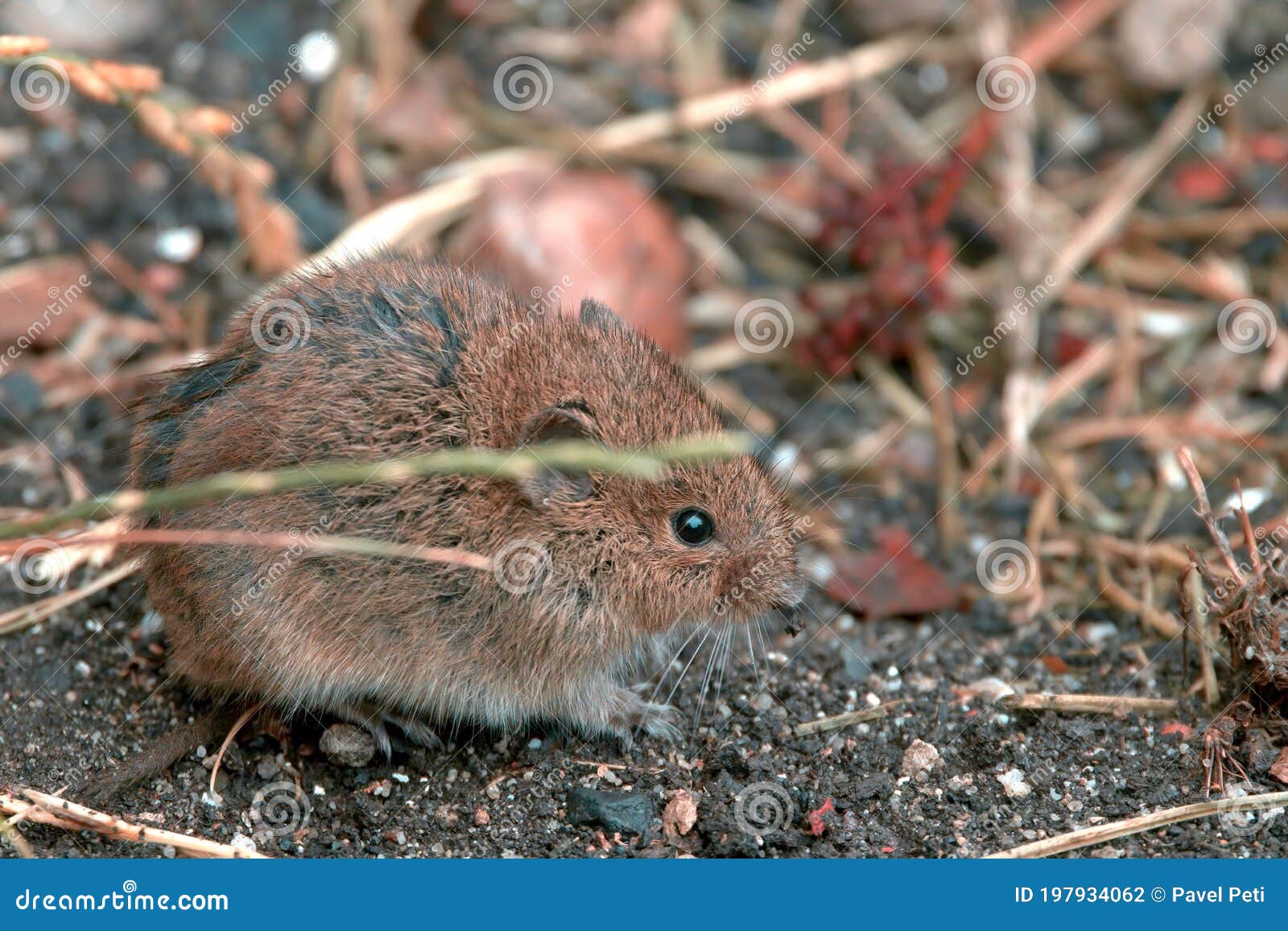Little mouse stock photo. Image of small, grass, cottontail - 197934062