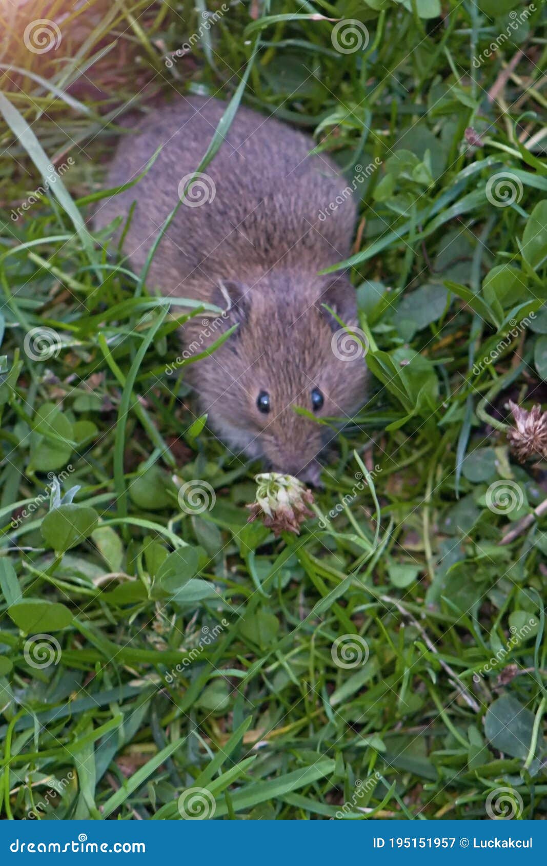 Little mouse in the grass. stock image. Image of cheese - 195151957