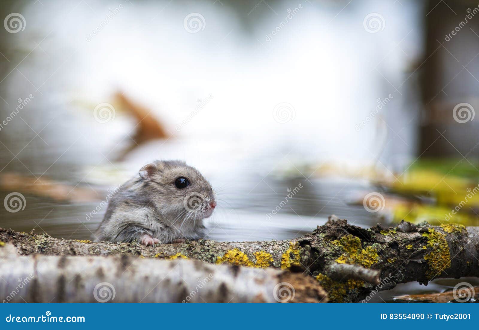 Mouse. The Mouse Is Hiding In The Cracks Of The House. Home Pests Are ...