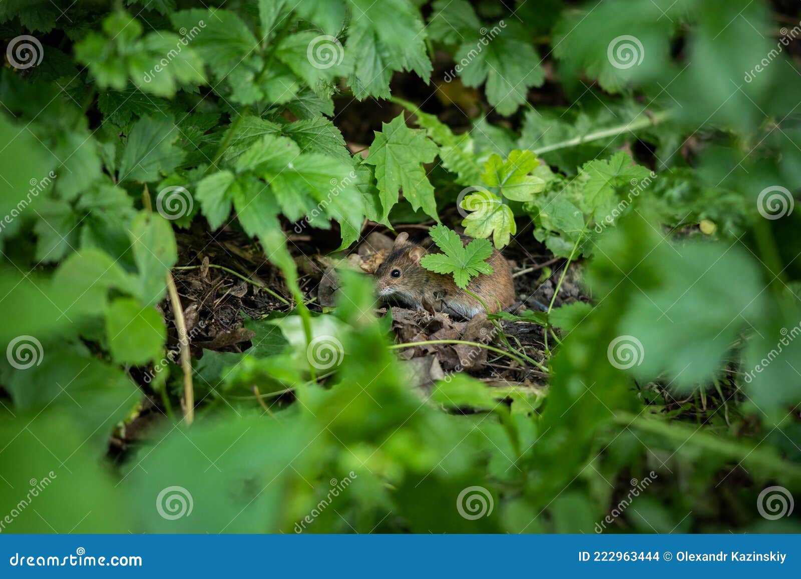 The Little Mouse is Hiding in the Grass. Concept: Hiding, Afraid Stock ...