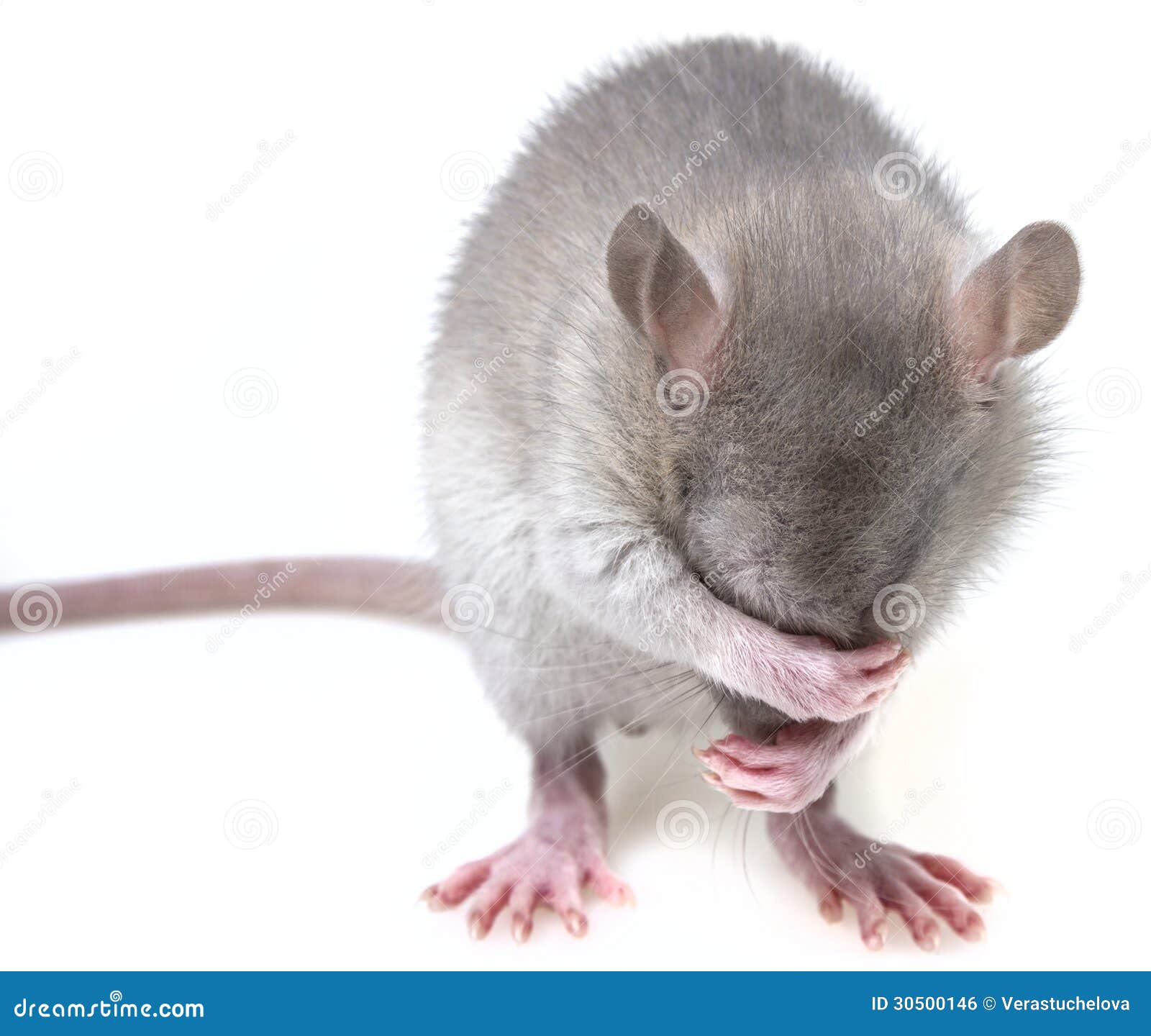 A little mouse stock photo. Image of control, close, nibbled - 30500146