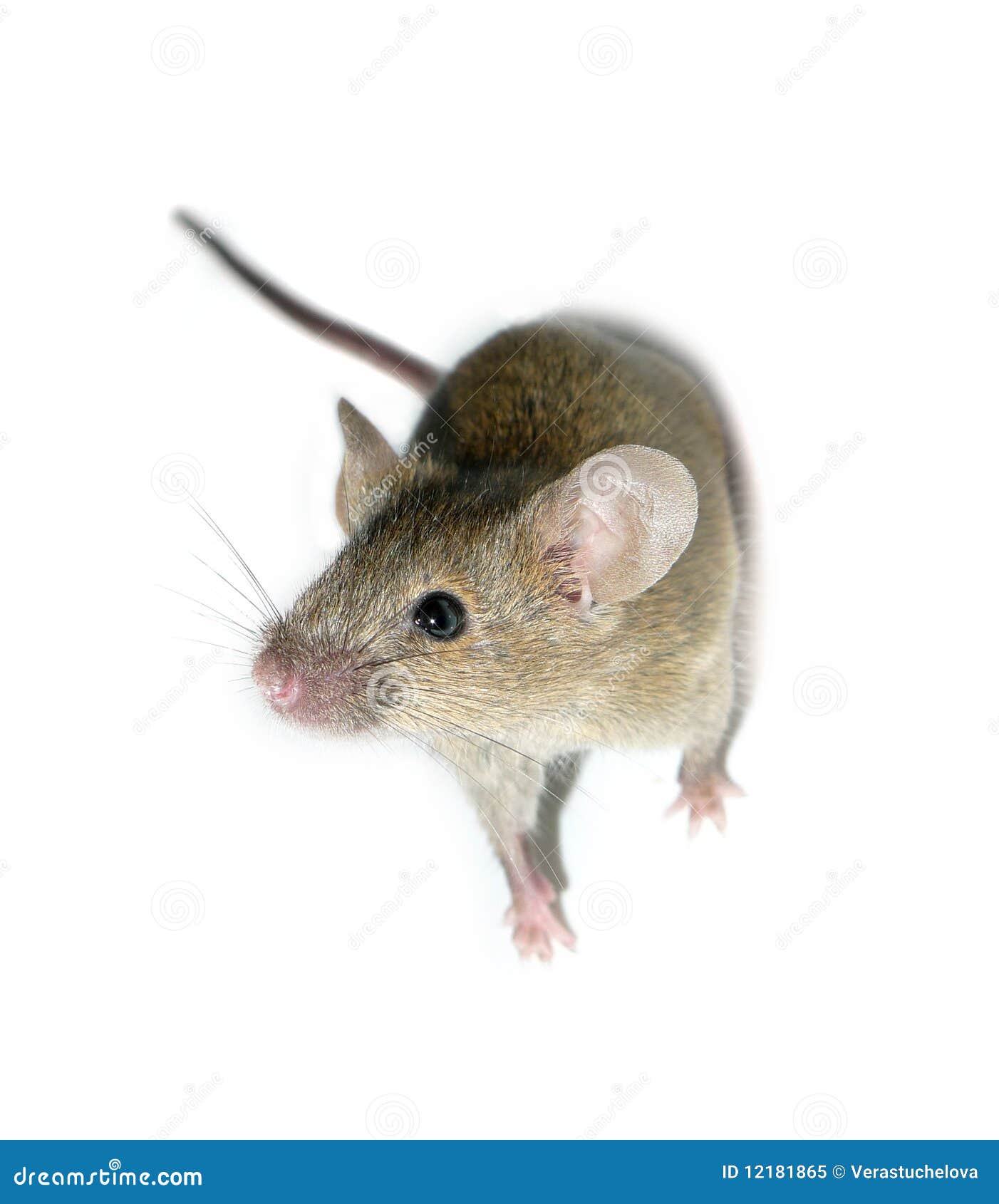 Little Mouse Isolated Royalty Free Stock Photo - Image: 12181865
