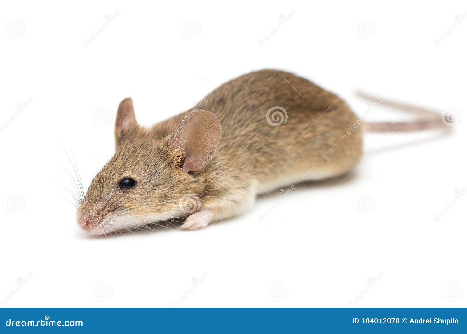 A Little Mouse Isolated on a White Background Stock Photo - Image of ...