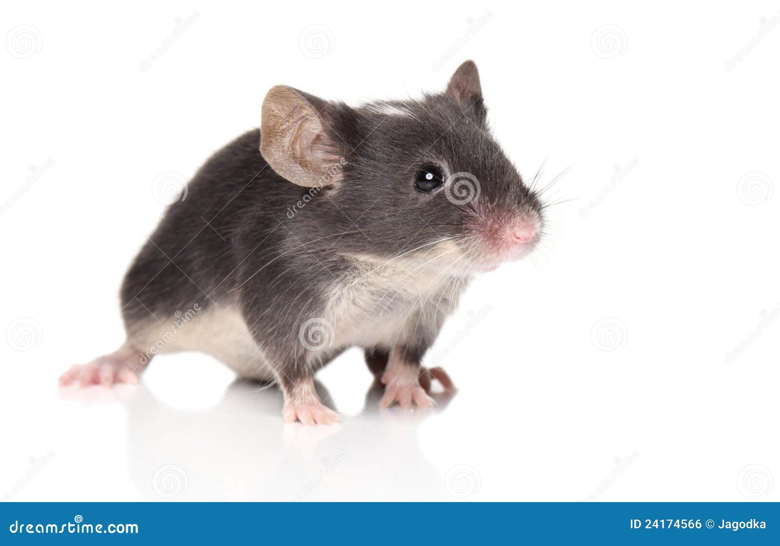 Little mouse posing stock photo. Image of rodent, macro - 24174566