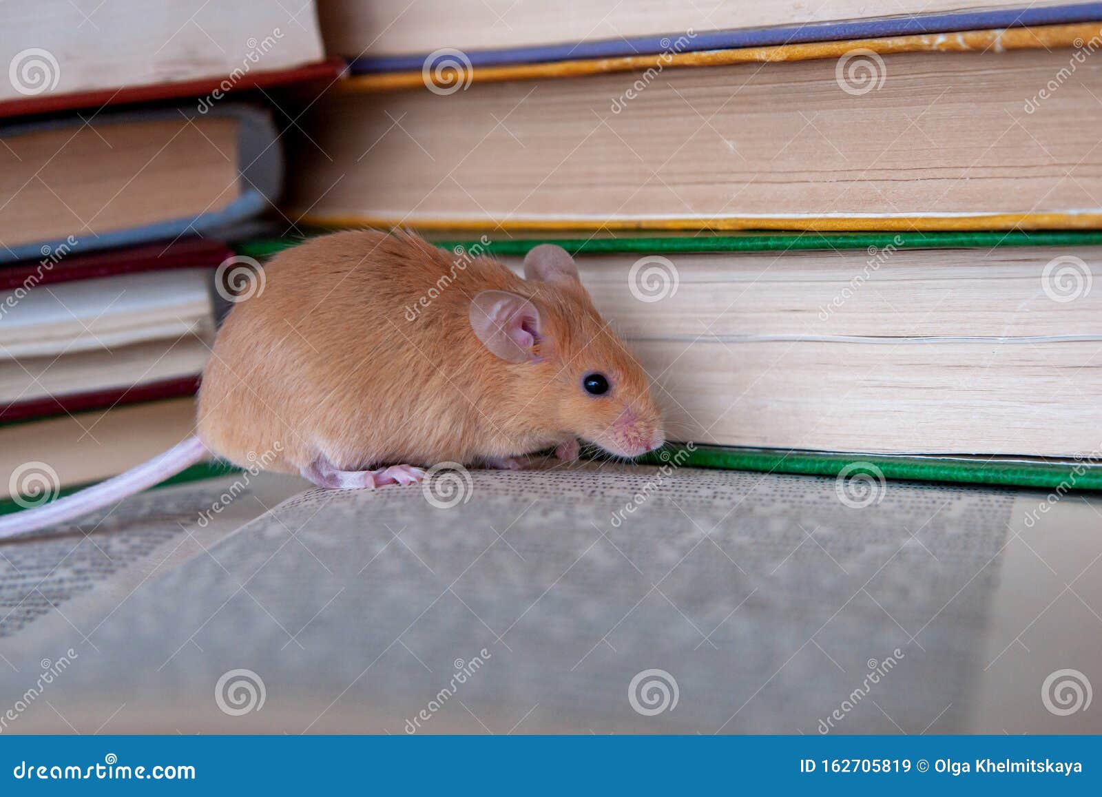 Little Mouse Reads Books in the Library Stock Image - Image of fluffy ...