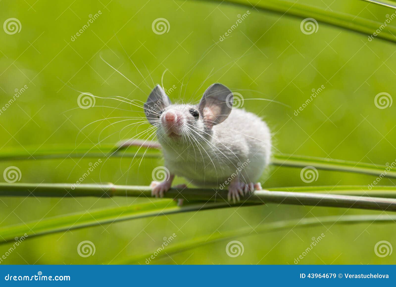 A Little Mouse Stock Photo - Image: 43964679