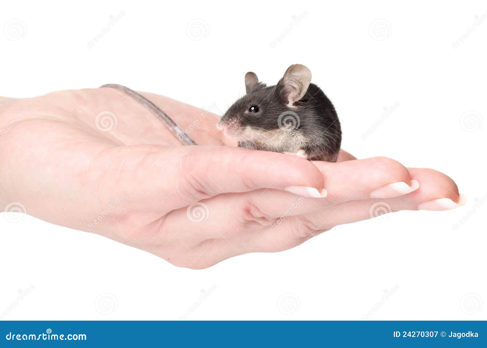 Little Mouse Sitting On Hands Royalty Free Stock Photography - Image ...