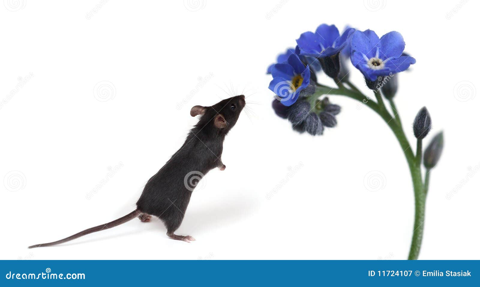 Little Mouse Smelling Flowers Stock Image - Image of smell, smelling ...