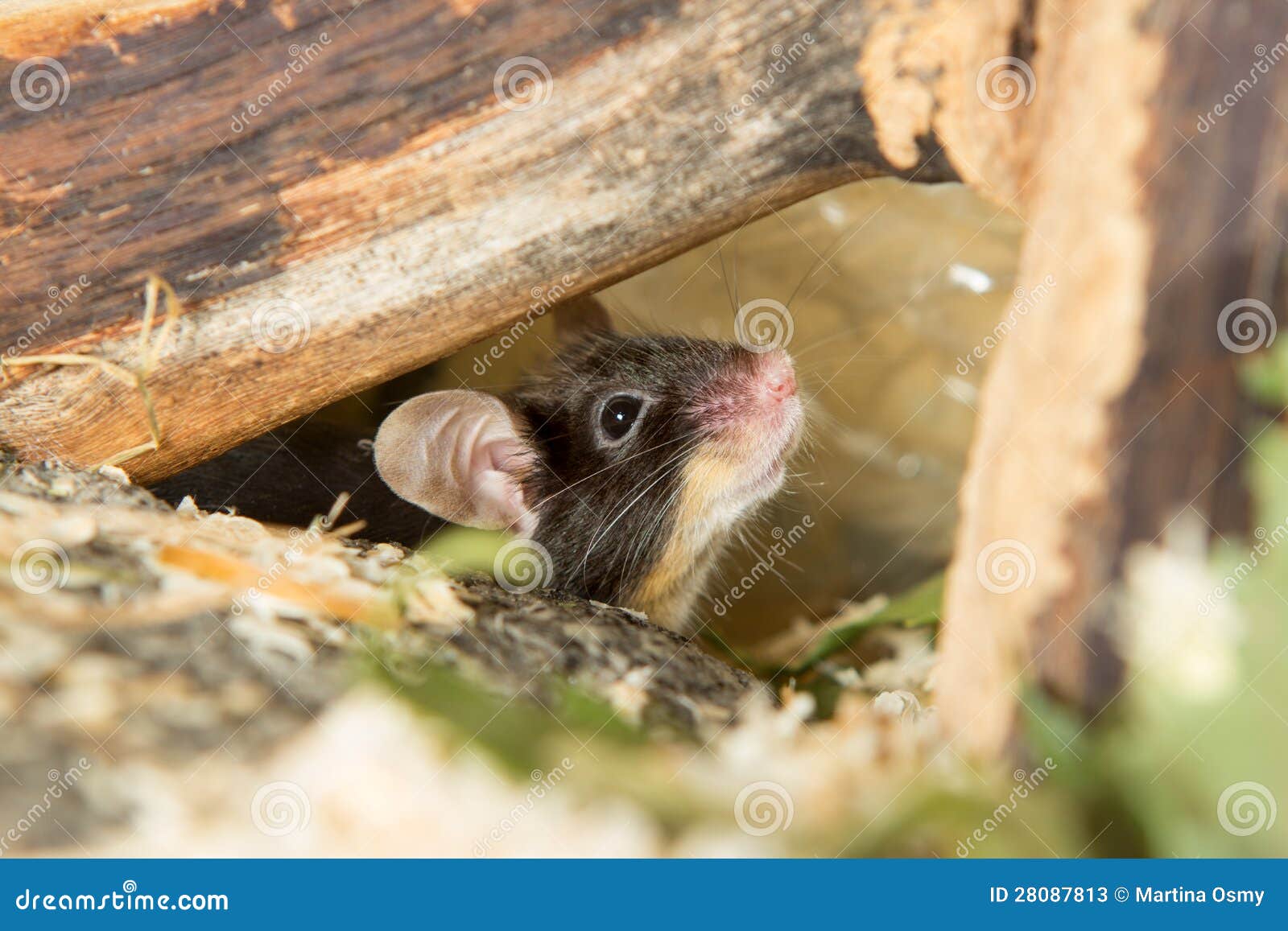 Little mouse under a log stock image. Image of head, hiding - 28087813