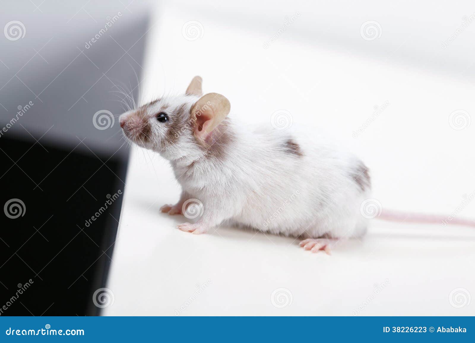 Little mouse on white stock image. Image of nose, background - 38226223
