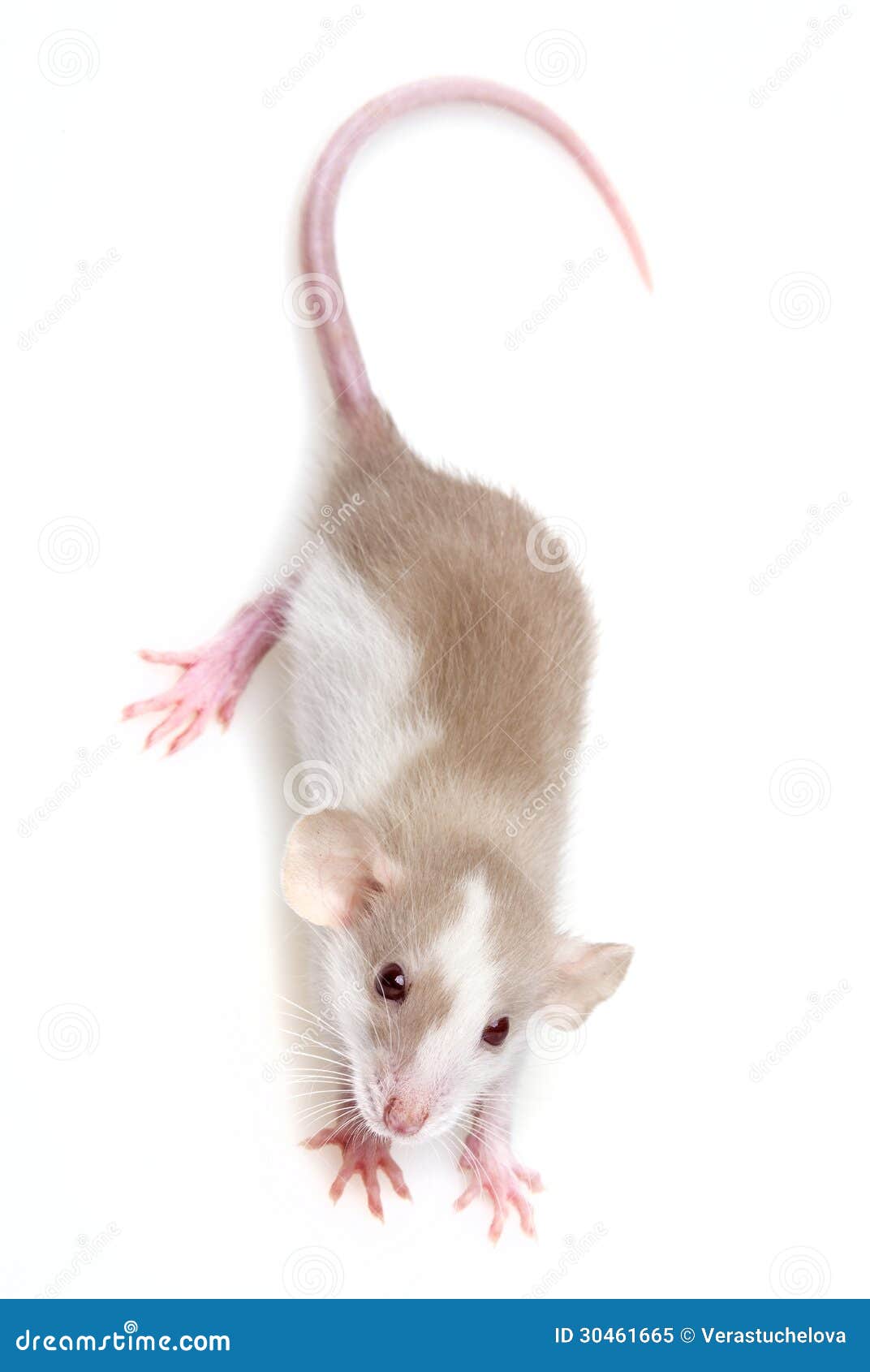 Little mouse stock image. Image of pest, portrait, gray - 30461665