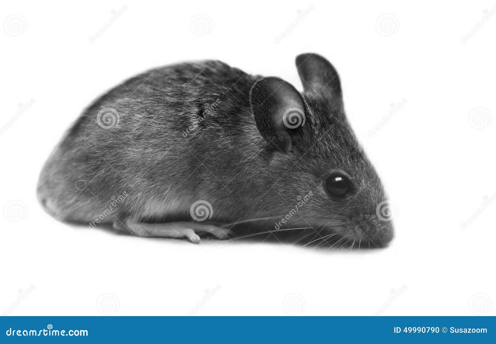 Little Mouse on White Background Stock Photo - Image of tail, concept ...