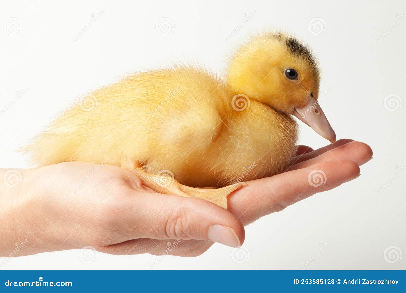 Little Mulard Duck in Hand, Close-up Stock Photo - Image of yellow ...