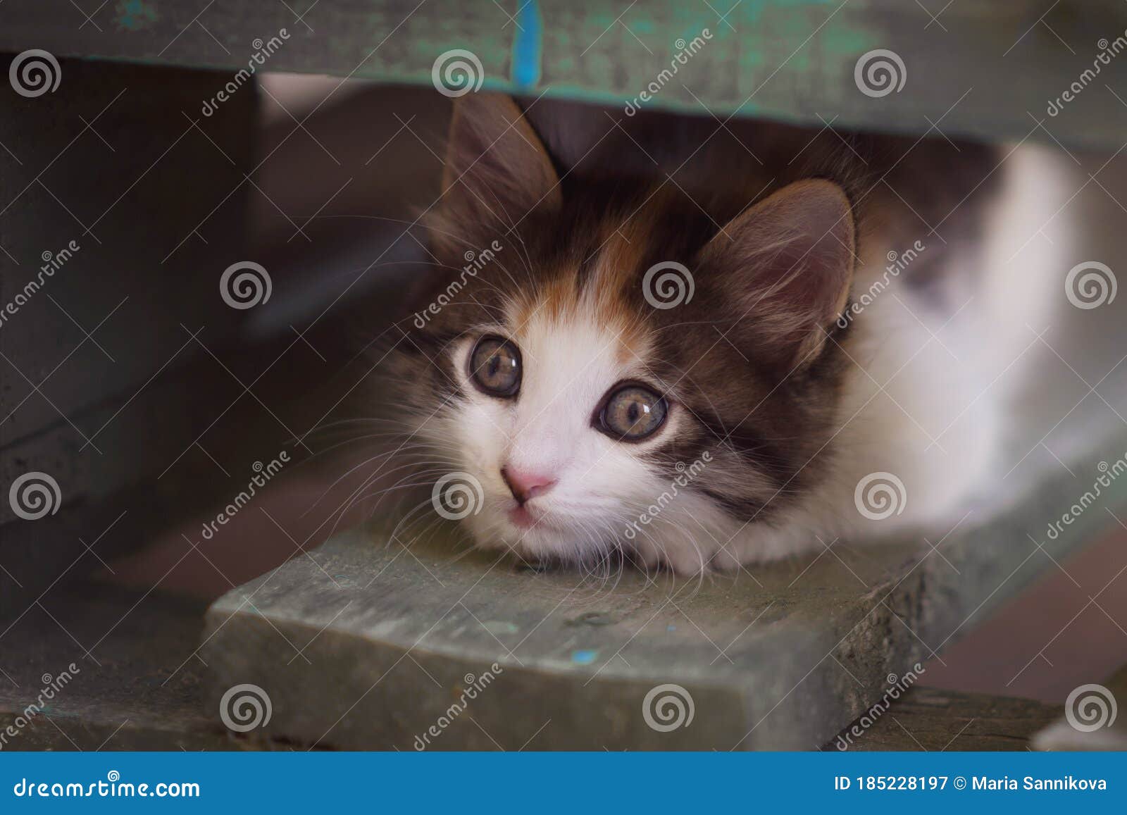 Little Multi-colored Cat Peeps from the Boards in the Backyard Stock ...