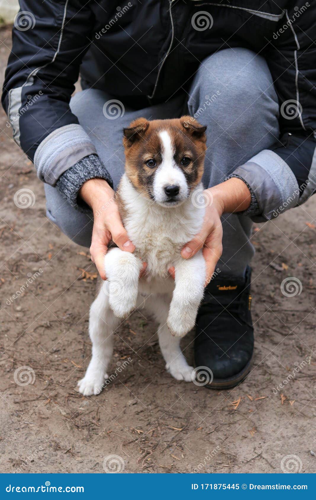 Little multi-colored puppy stock image. Image of canine - 171875445