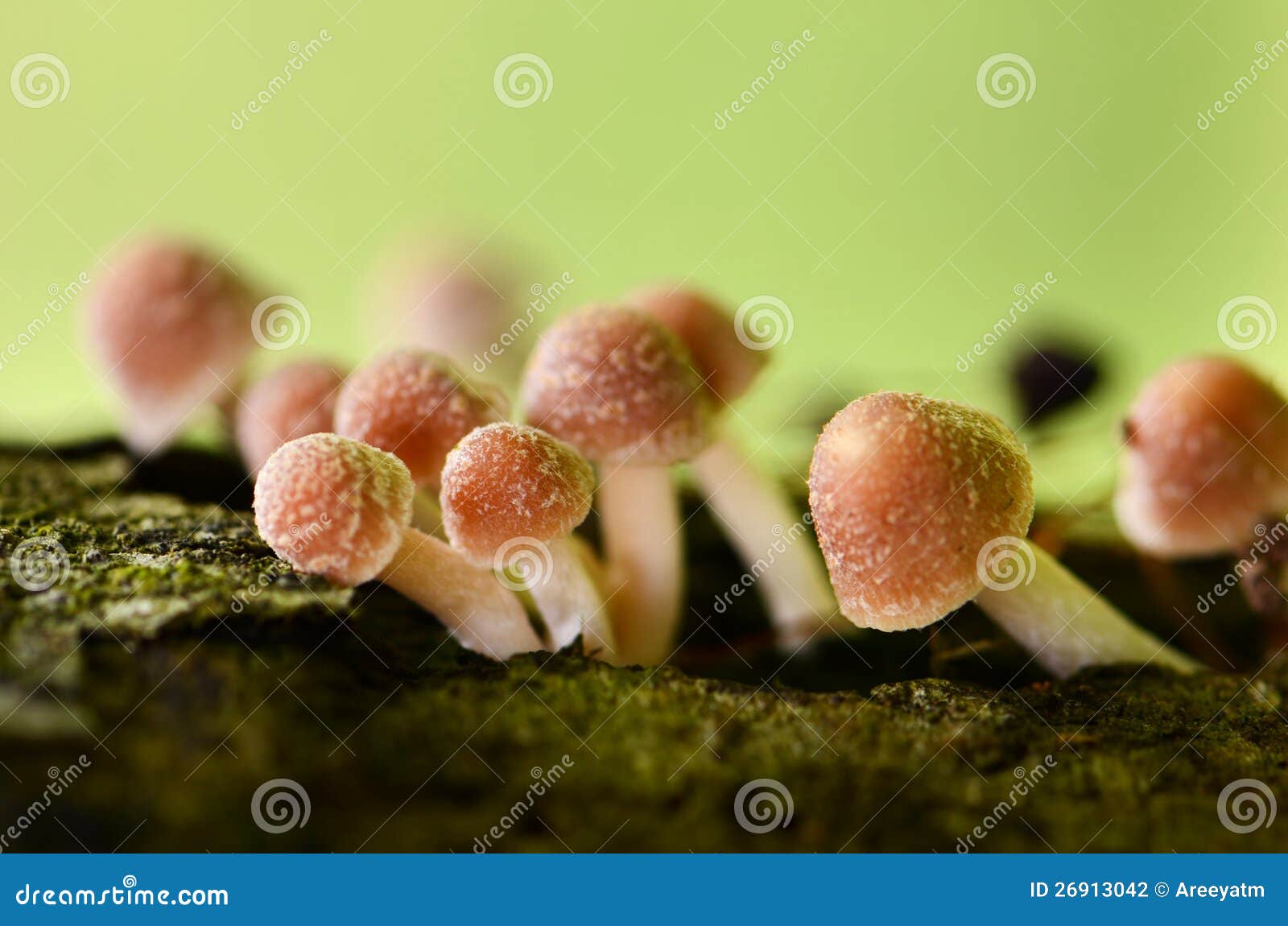 Little Mushroom. stock photo. Image of fungi, forest - 26913042