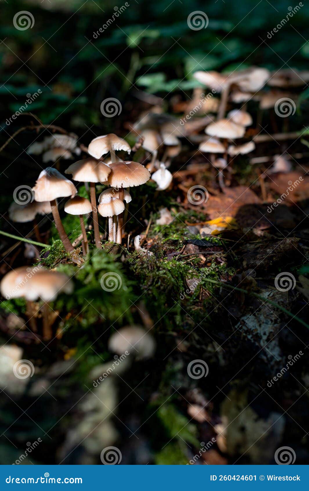 Mushroom Colony in the Dark Forrest Stock Image - Image of wood ...