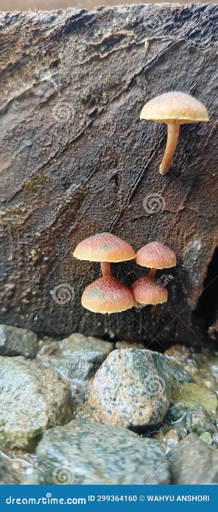 The Little Mushroom, Which Grows in Damp Places Stock Photo - Image of ...