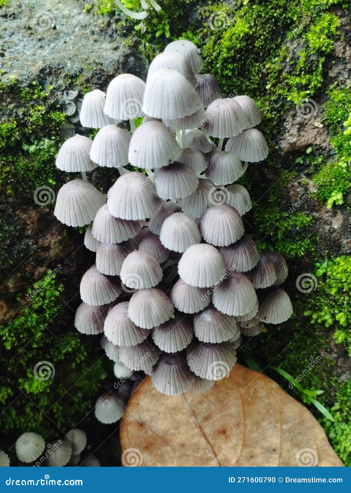 Little mushroom stock photo. Image of outdoor, white - 271600790