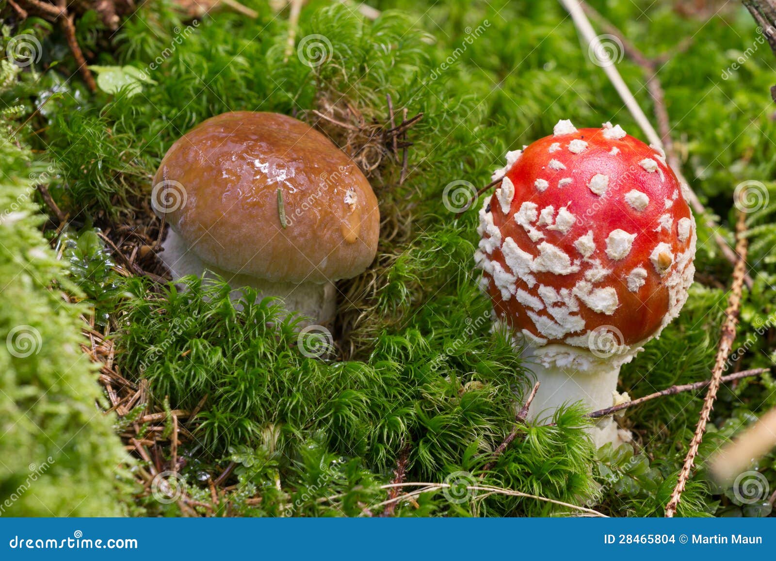 Little mushrooms stock photo. Image of funghi, green - 28465804