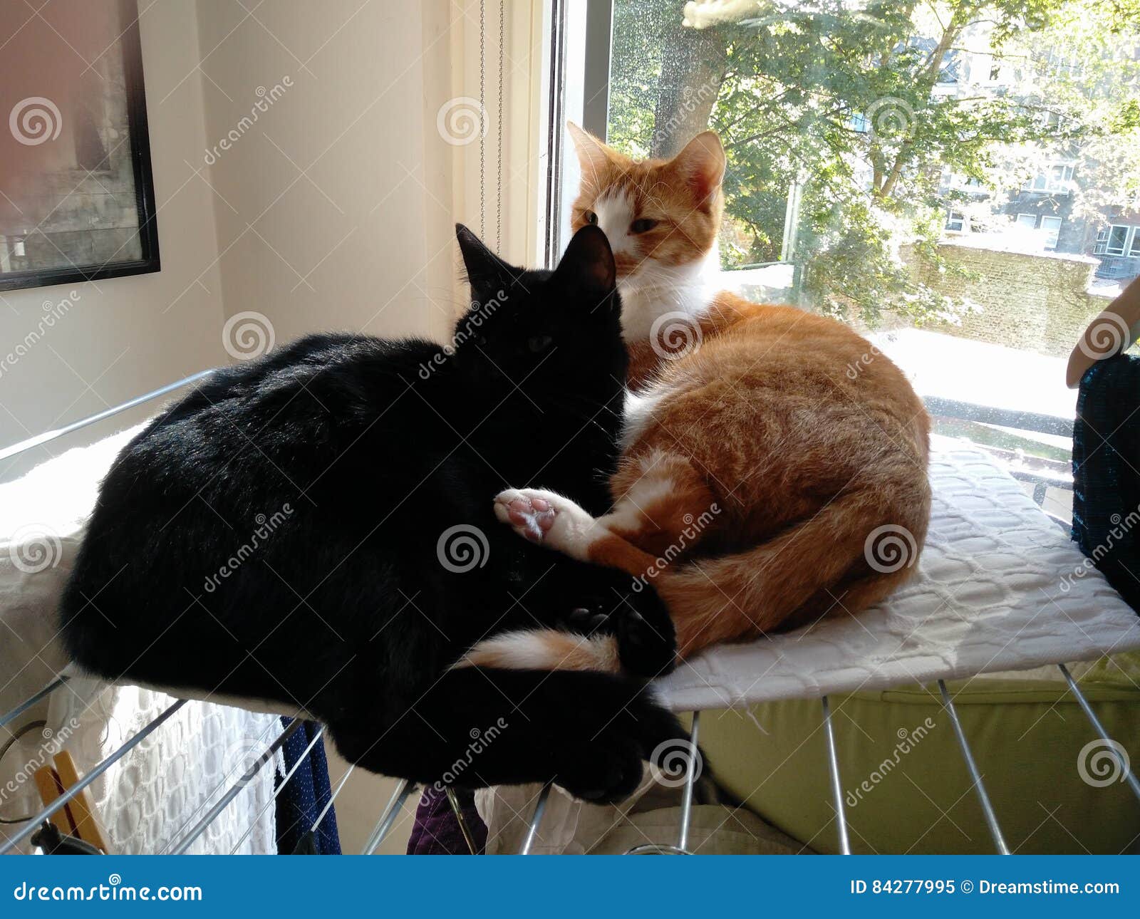 Little nap for cats stock image. Image of taking, little - 84277995