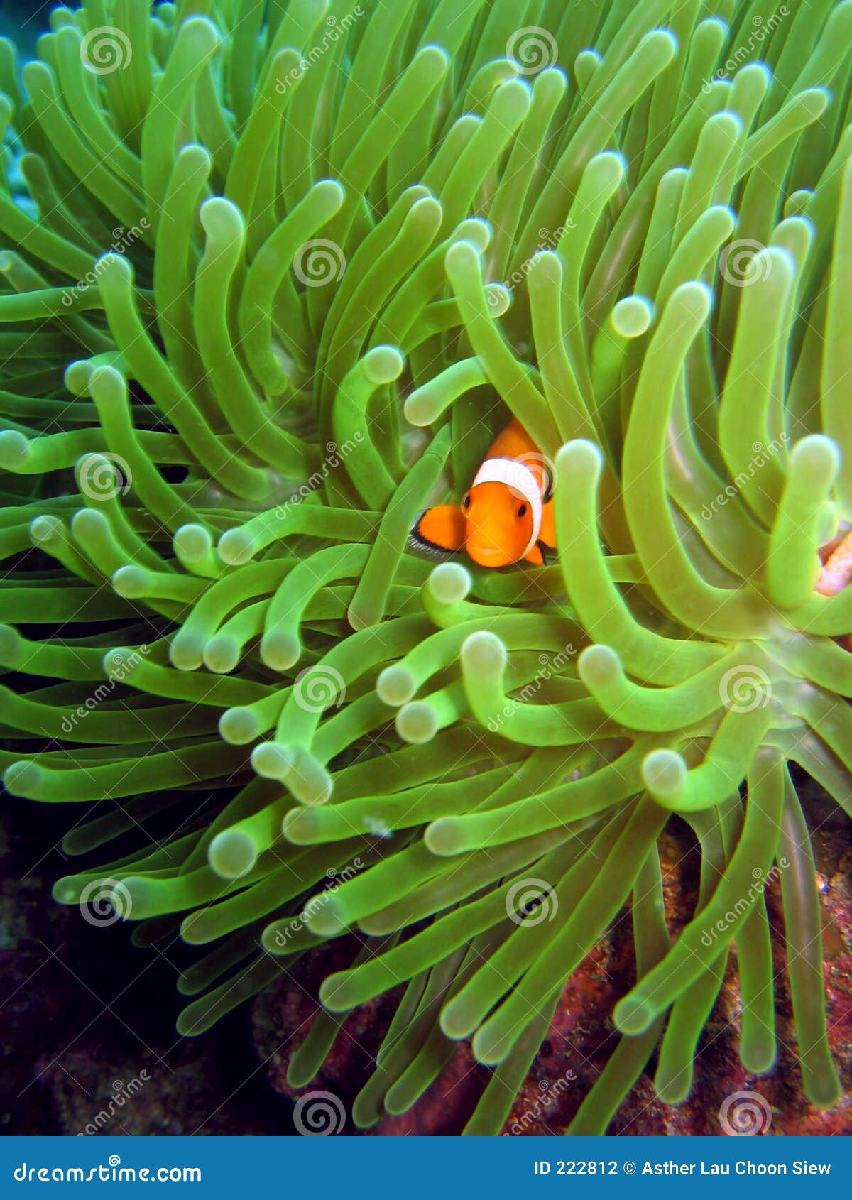 Little Nemo stock photo. Image of reef, aquatic, nemo, ocean - 222812