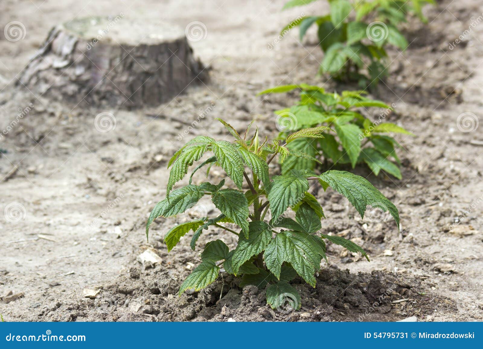 Little new raspberry bush stock image. Image of farming - 54795731