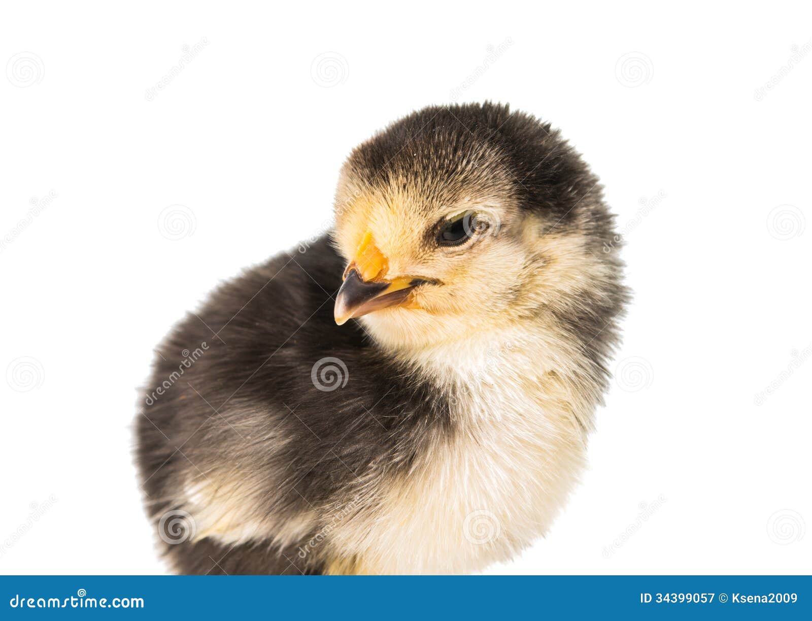 Little Newborn Baby Chicken Stock Image - Image of hatch, beginning ...