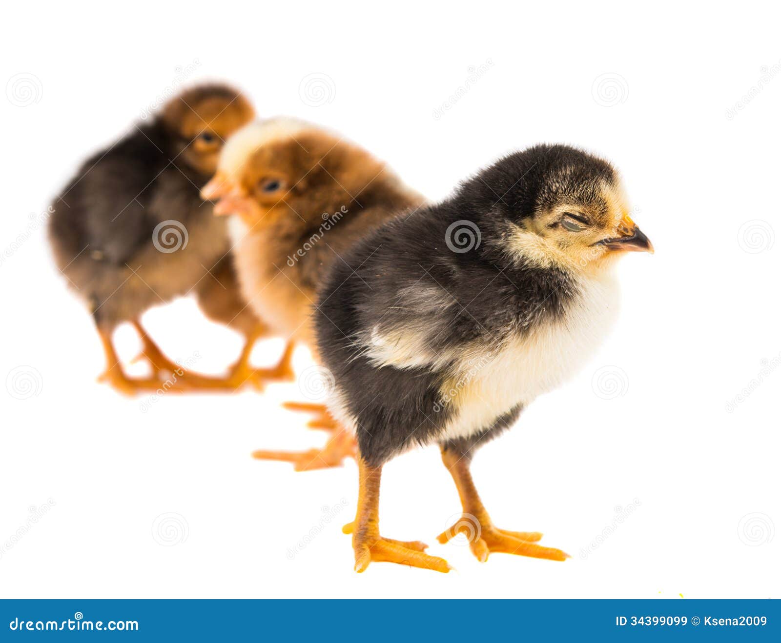 Little Newborn Baby Chicken Stock Image - Image of furry, creature ...