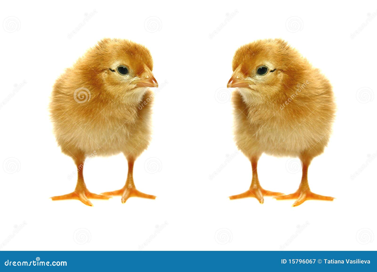 Little Newborn Baby Chickens Stock Image - Image of beginning, brown ...