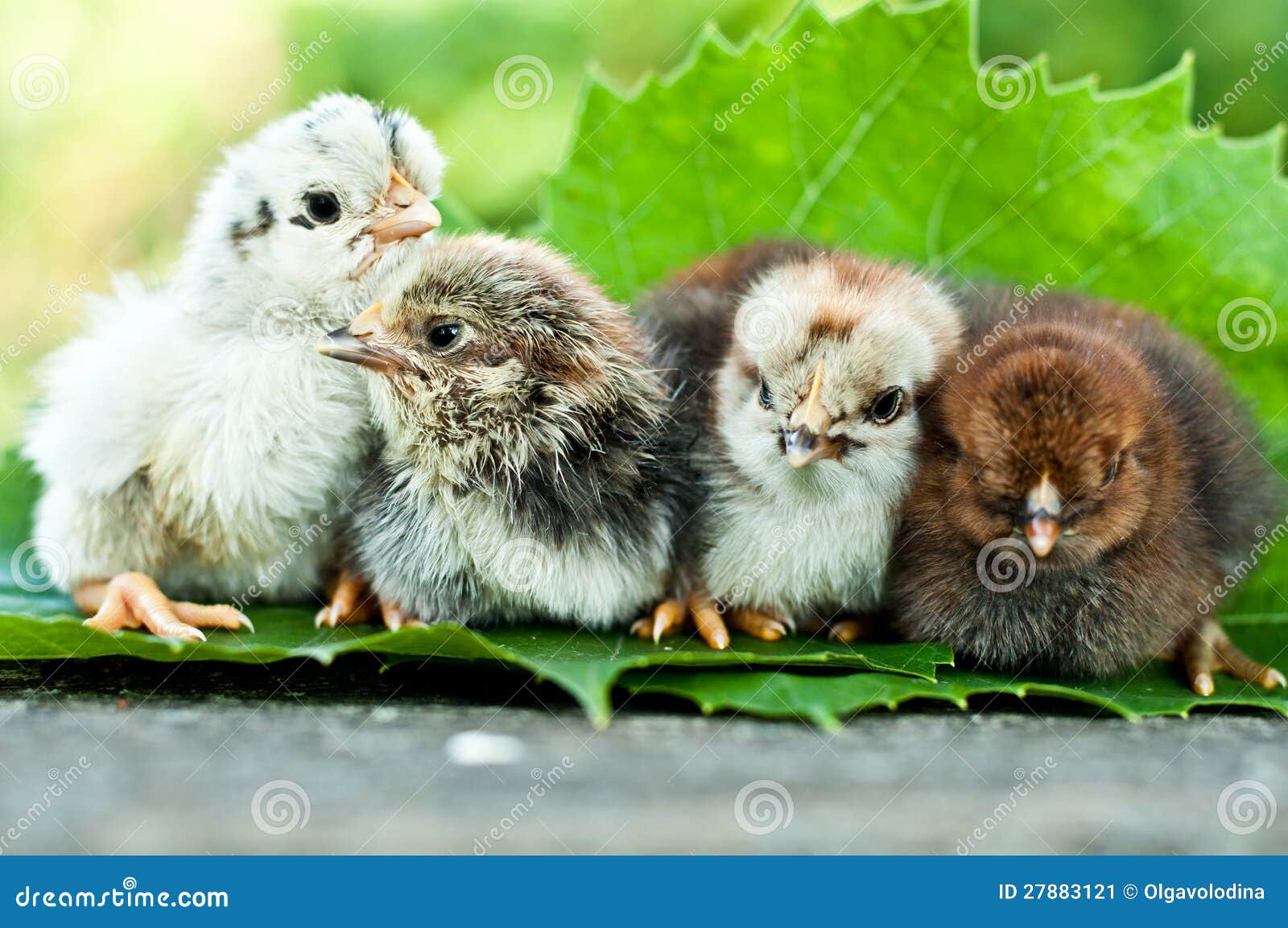 Little Newborn Chicken on Nature Stock Image - Image of funny, birds ...