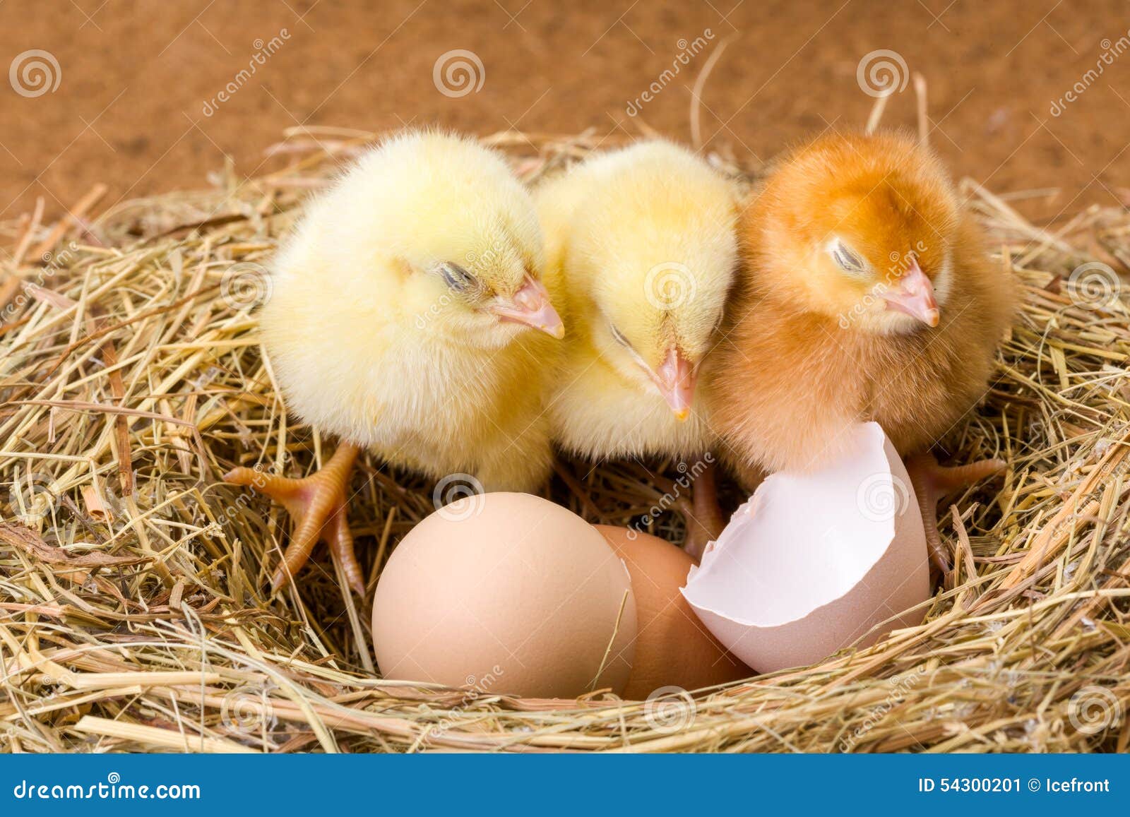 Little Newborn Chickens in Nest with Egg Shell Stock Image - Image of ...