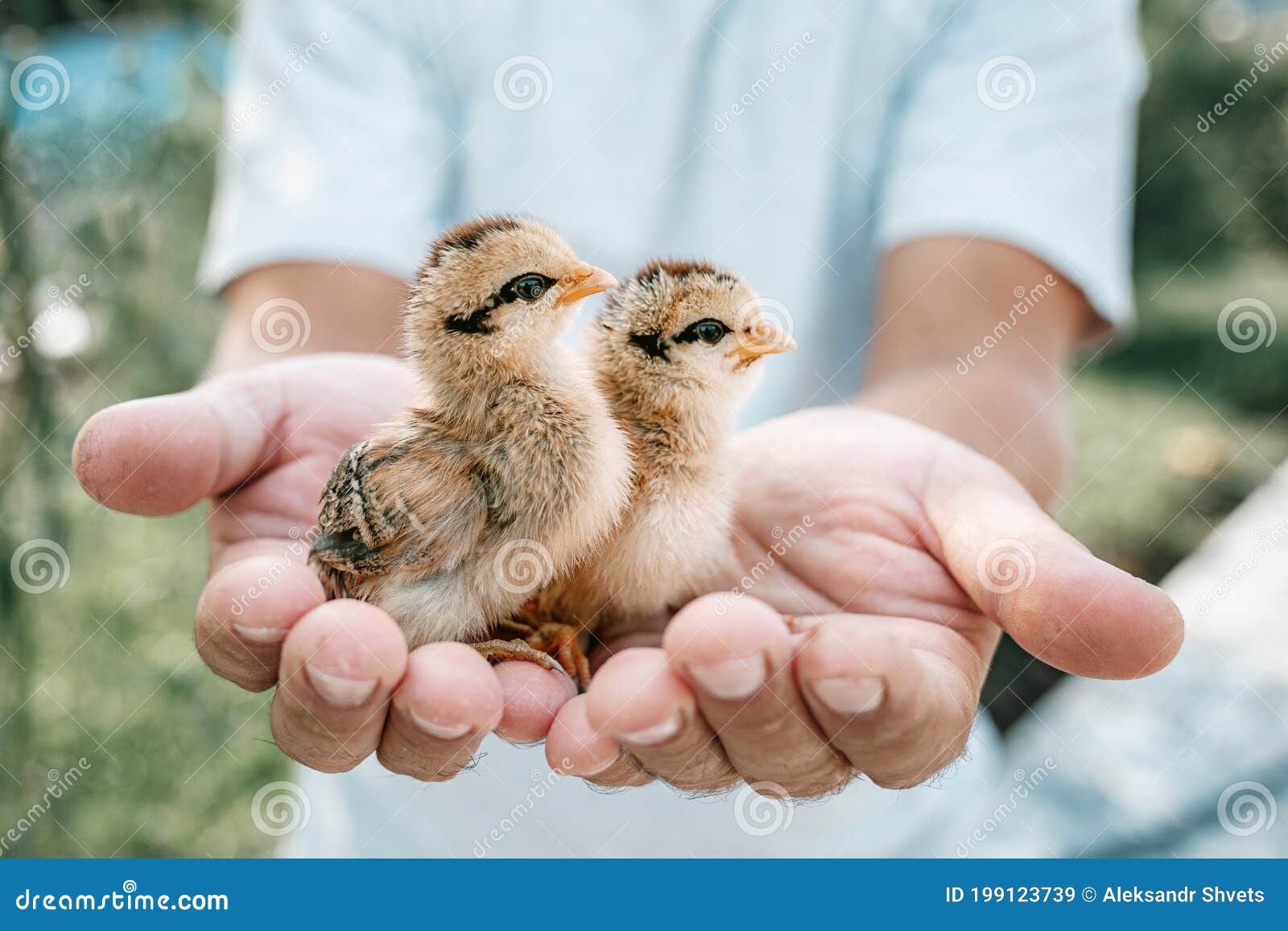 Little Newborn Chicks on a Human Hand Stock Image - Image of holding ...