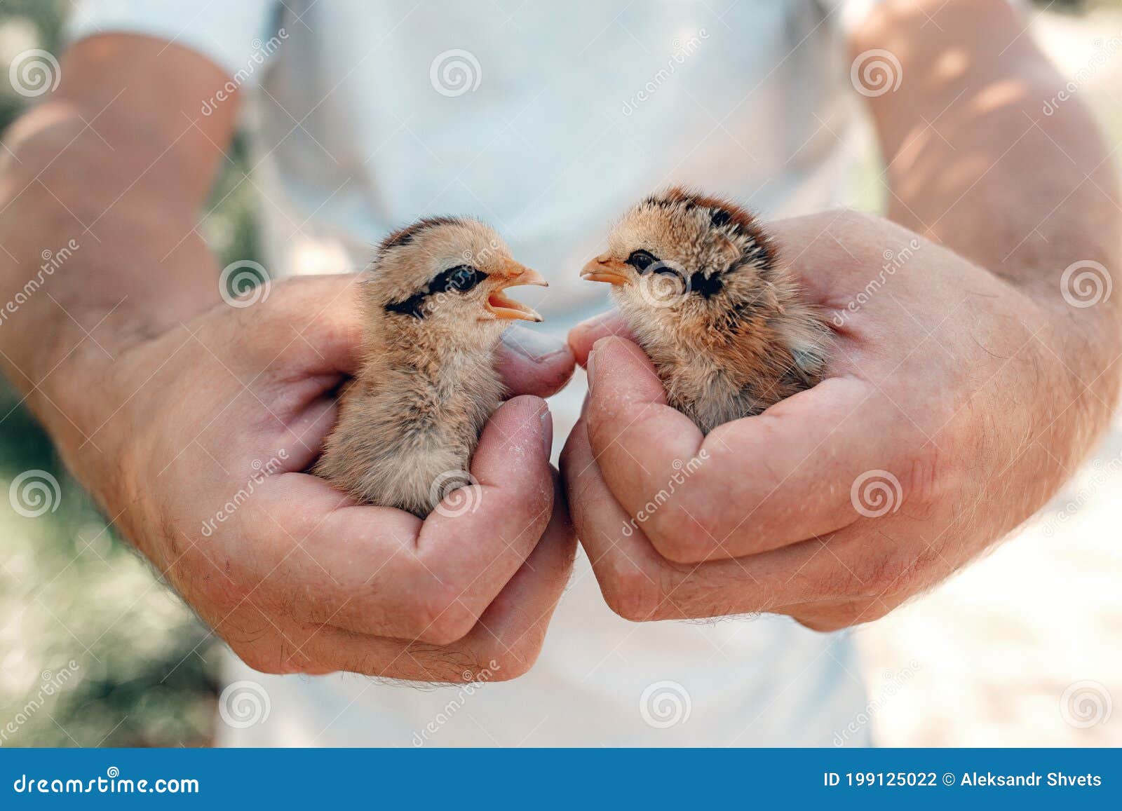 Little Newborn Chicks on a Human Hand Stock Photo - Image of chicks ...