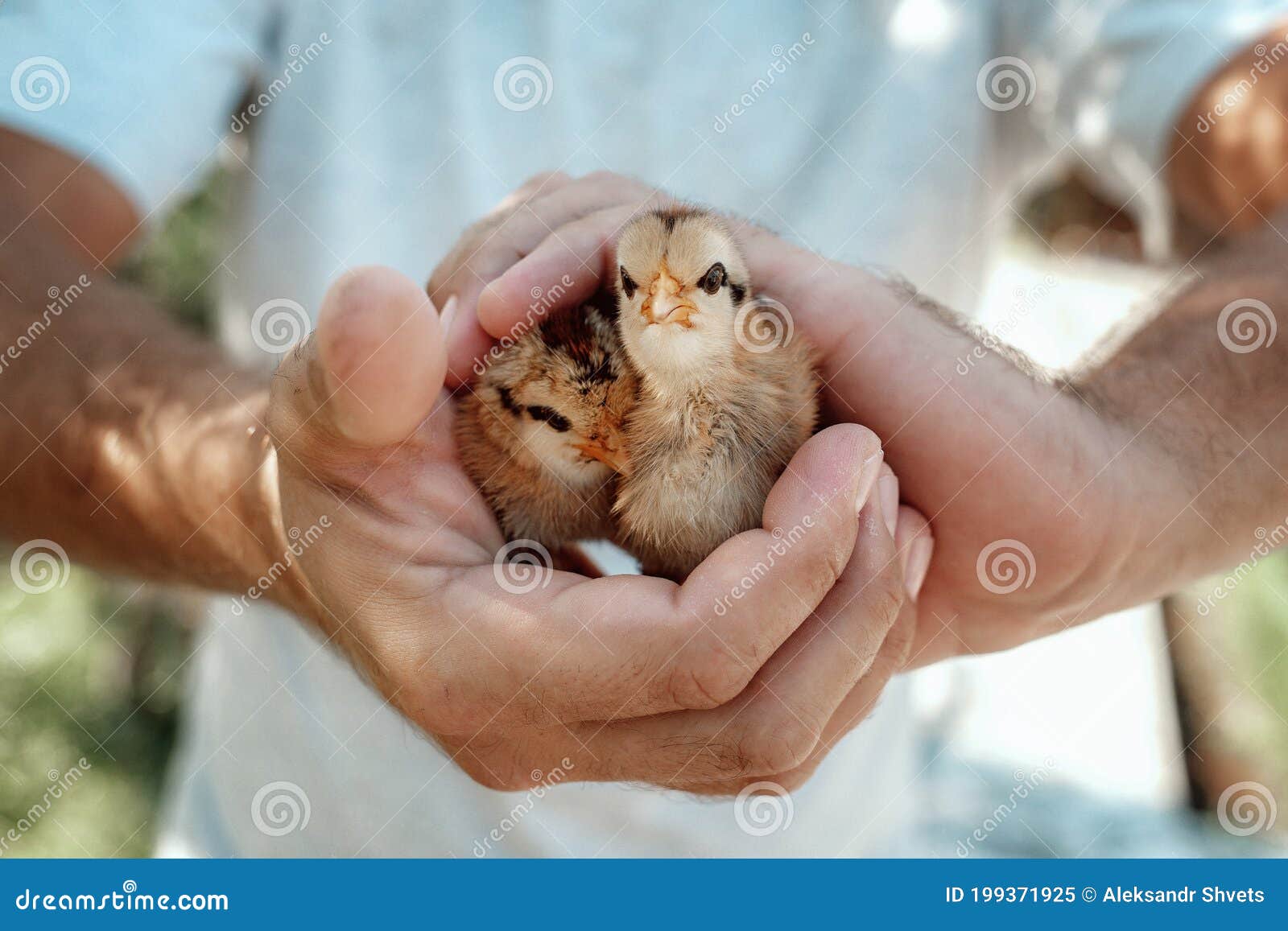 Little Newborn Chicks on a Human Hand Stock Image - Image of small ...