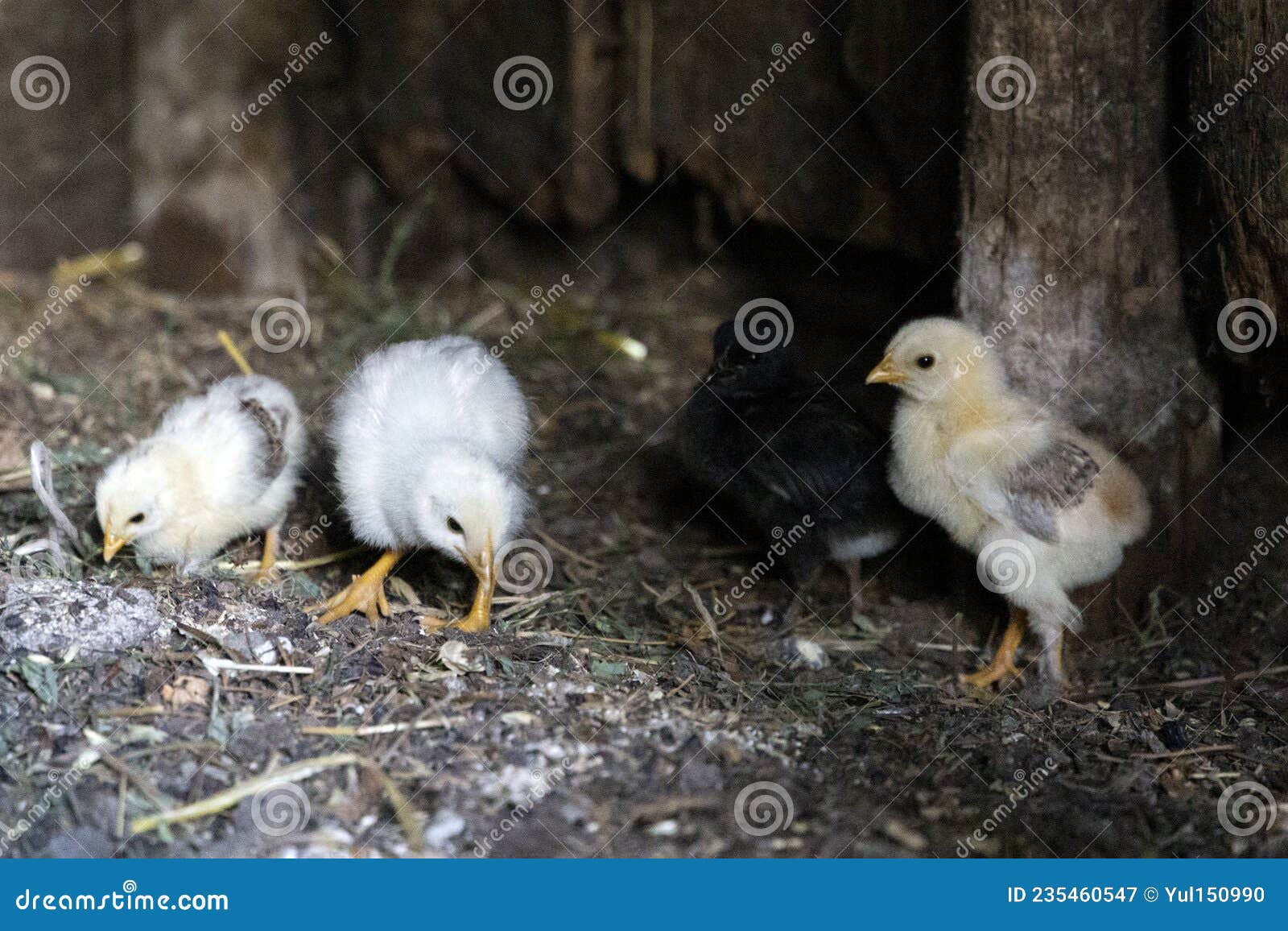 Little Newborn Chicks Walking Around Stock Image - Image of walking ...