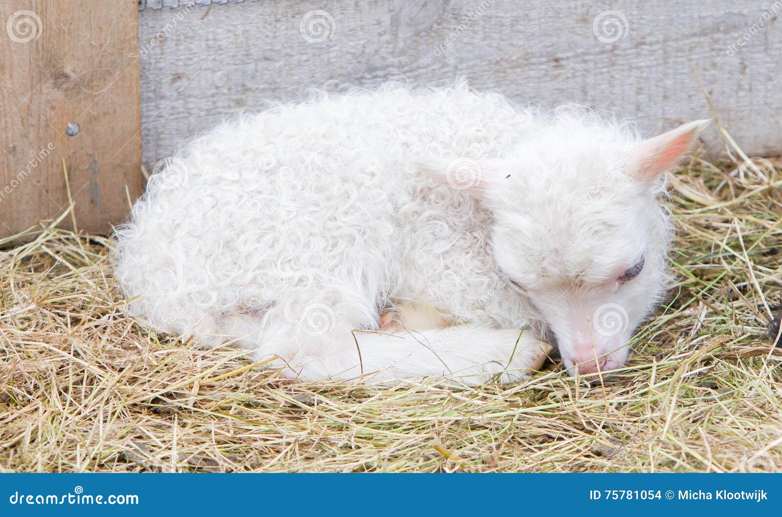 Little Newborn Lamb Resting on the Grass Stock Photo - Image of cute ...