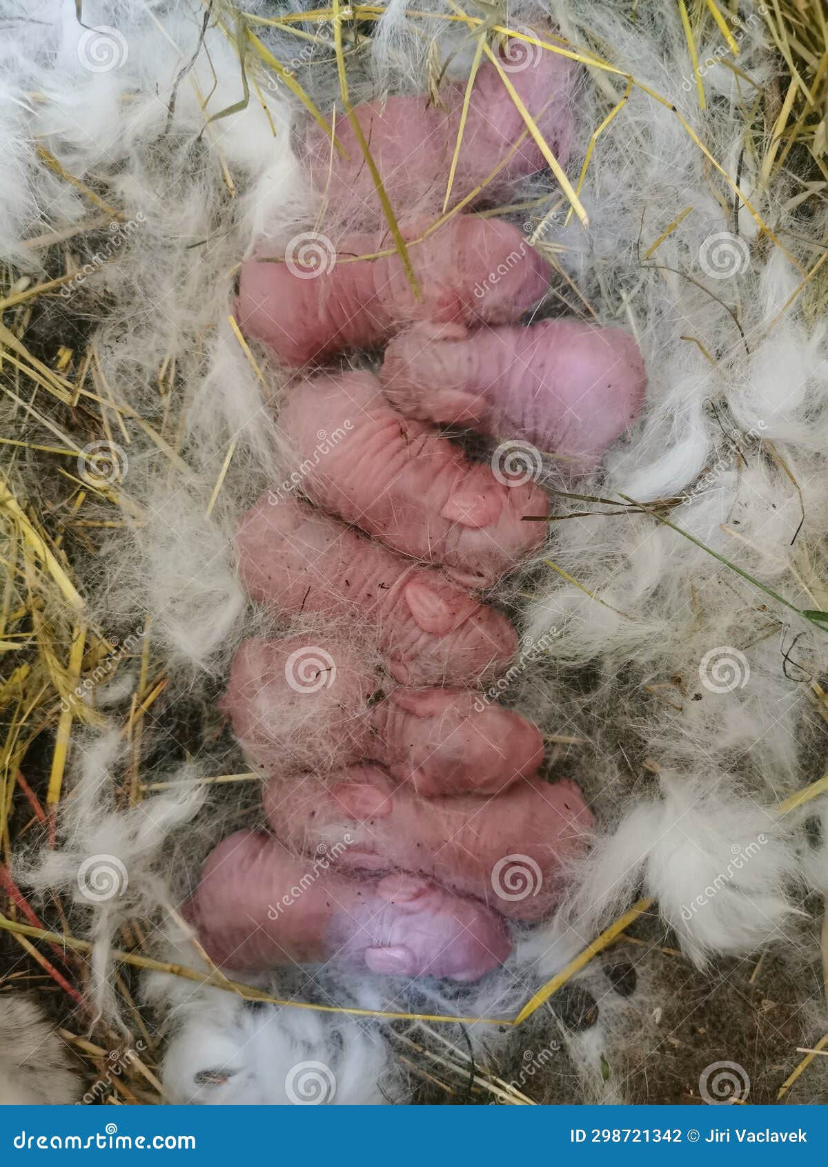 Little newborn rabbits stock photo. Image of animal - 298721342